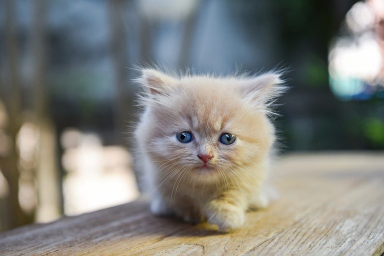 マンチカンの特徴を紹介します!どんな猫?性格は?飼う時のポイントは? | PETPET LIFE マンチカンの特徴を紹介します!どんな猫?性格は?飼う時のポイントは? | PETPET LIFE